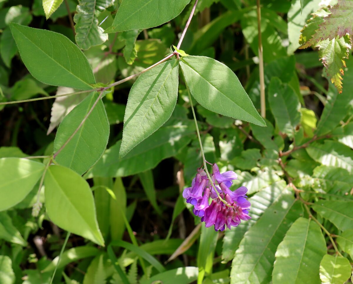 マメ科 | 山川草木図譜