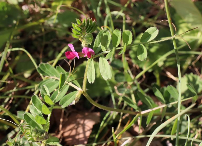 マメ科 | 山川草木図譜