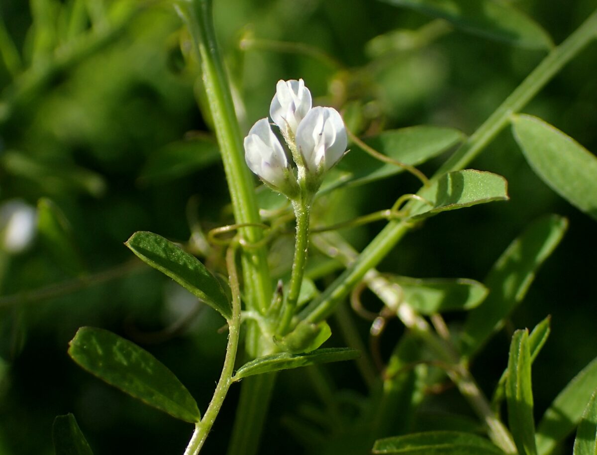 マメ科 | 山川草木図譜
