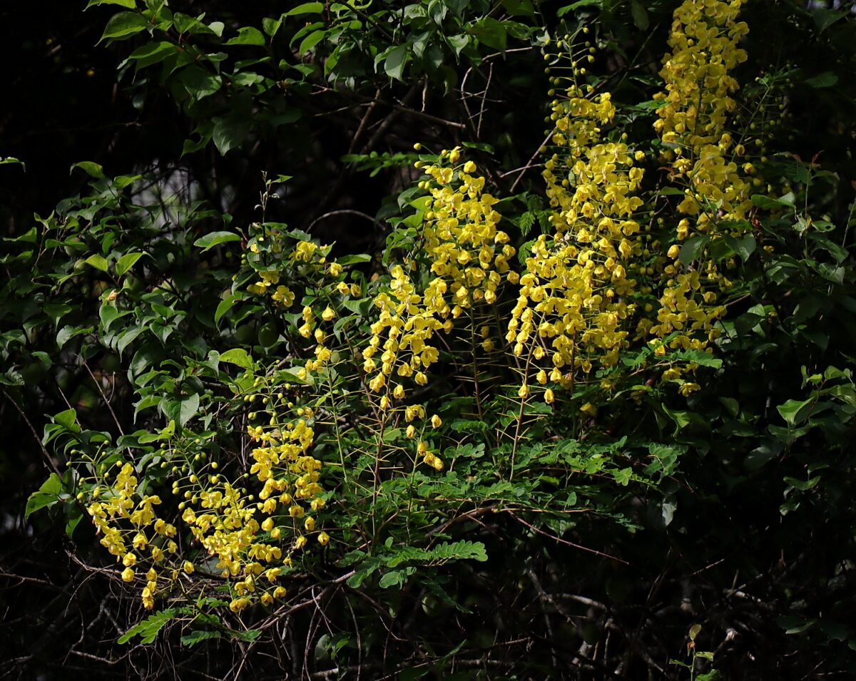 マメ科 | 山川草木図譜
