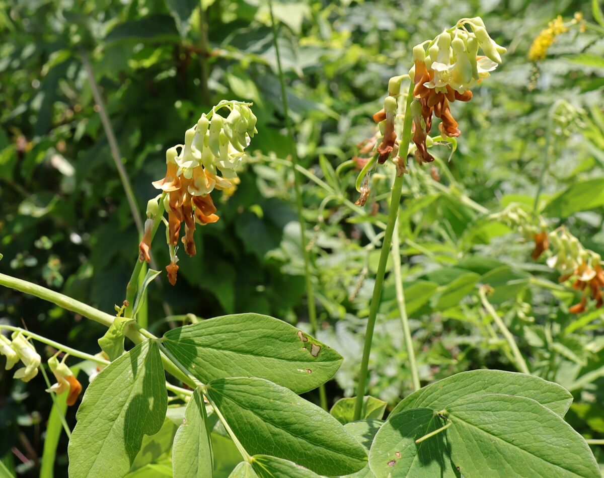 マメ科 | 山川草木図譜