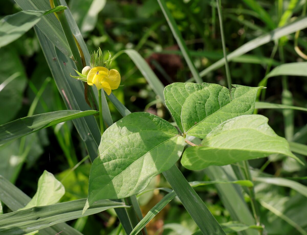 マメ科 | 山川草木図譜