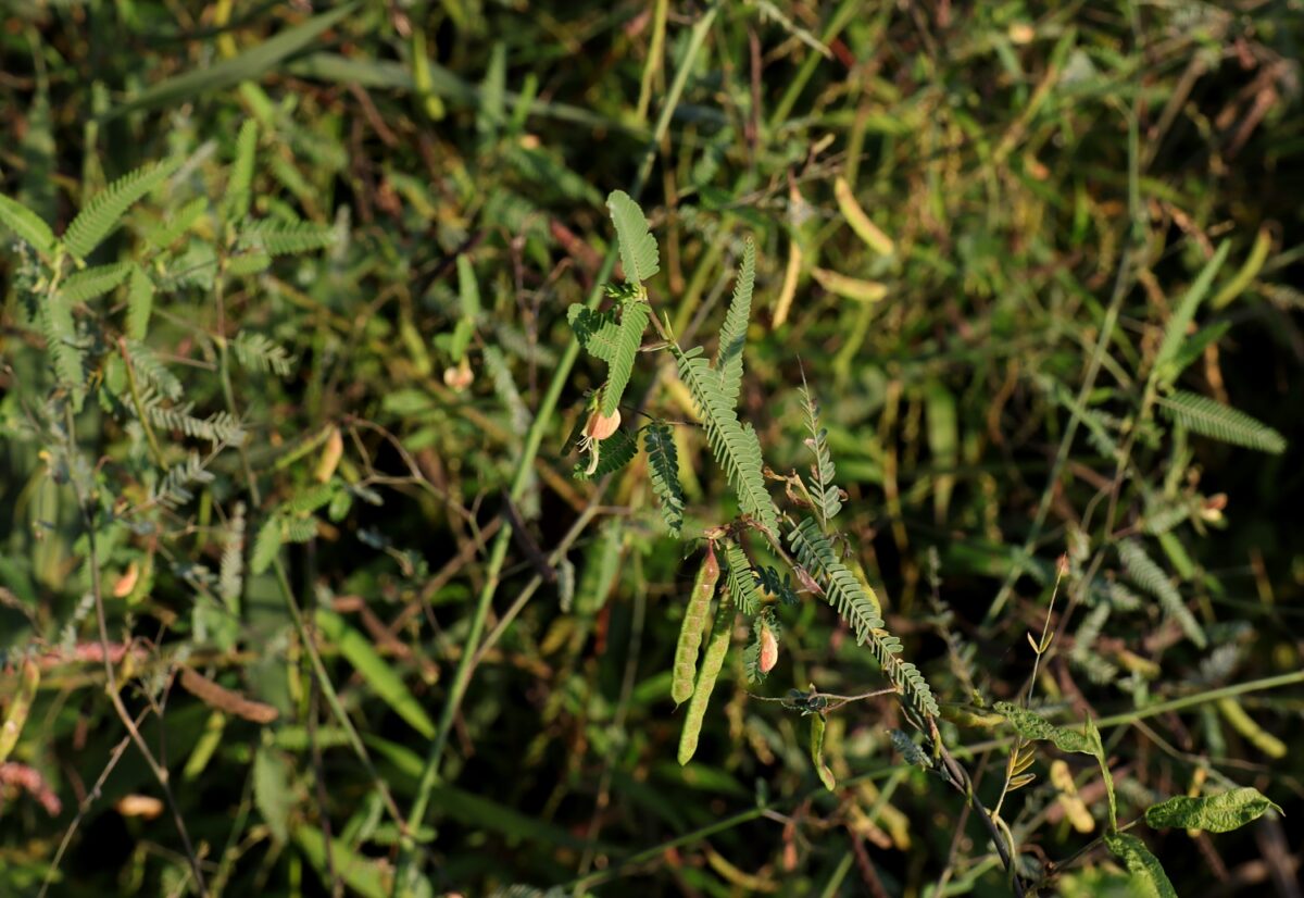 マメ科 | 山川草木図譜