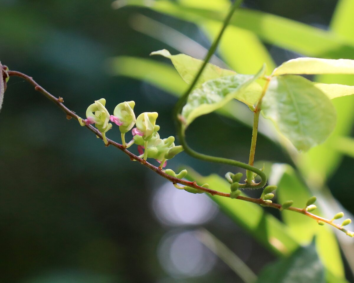 マメ科 | 山川草木図譜